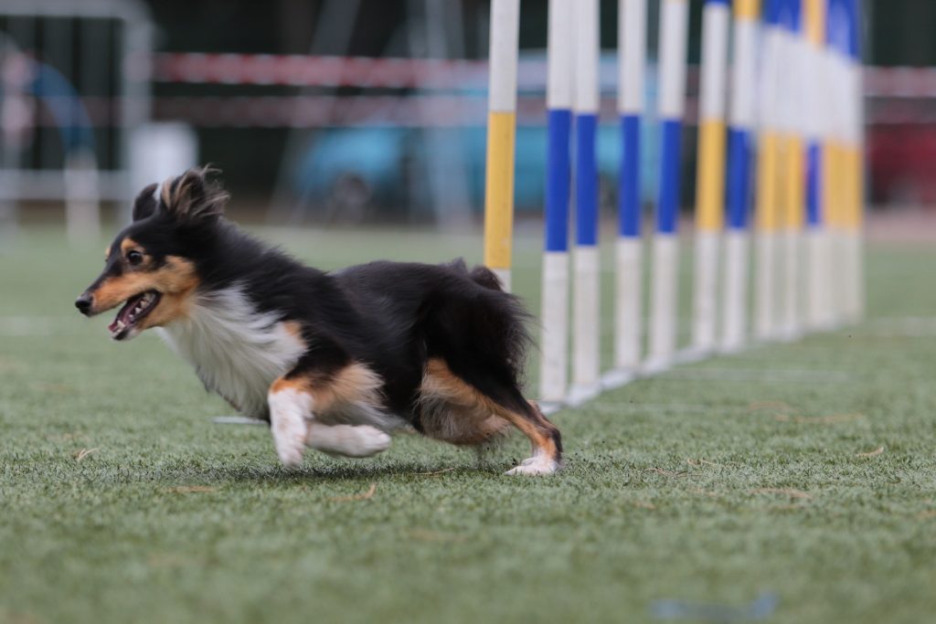 Scopriamo l’Agility Dog CIS – SECONDA CHANCE & PROVA TRAINING ...