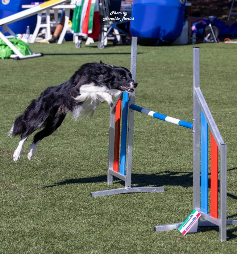 Scopri tutto sull’Agility CIS: opportunità, premi e prove di training ...